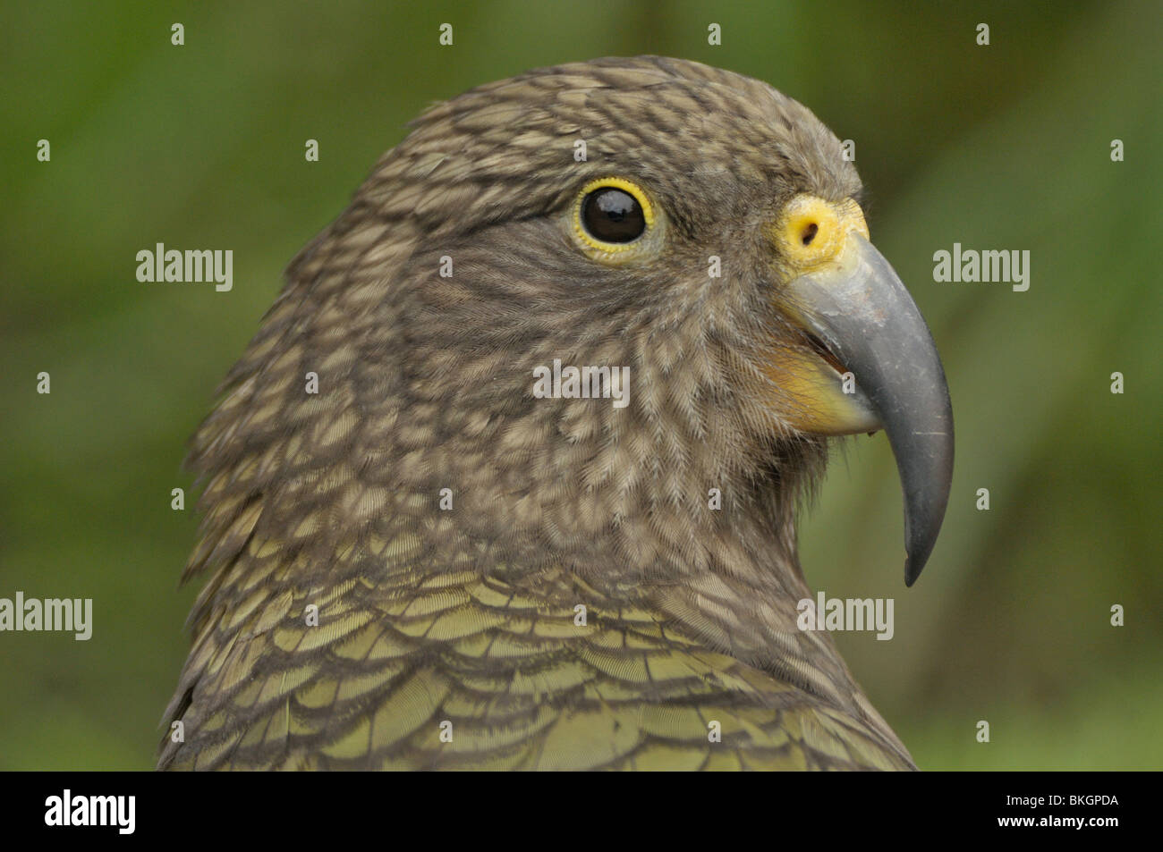 Headshot of Kea (nestor notabilis Stock Photo - Alamy