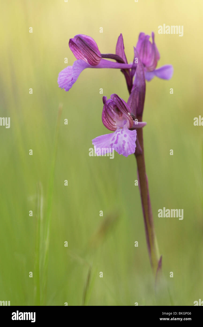 Butterfly orchid (Orchis papilionacea) in a soft focus green ...
