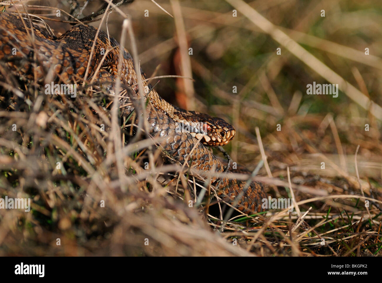 Sunning common viper Stock Photo - Alamy