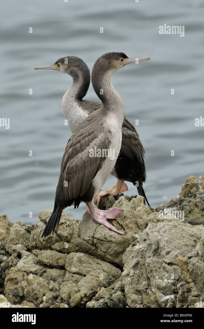 Two young spotted shags hi-res stock photography and images - Alamy