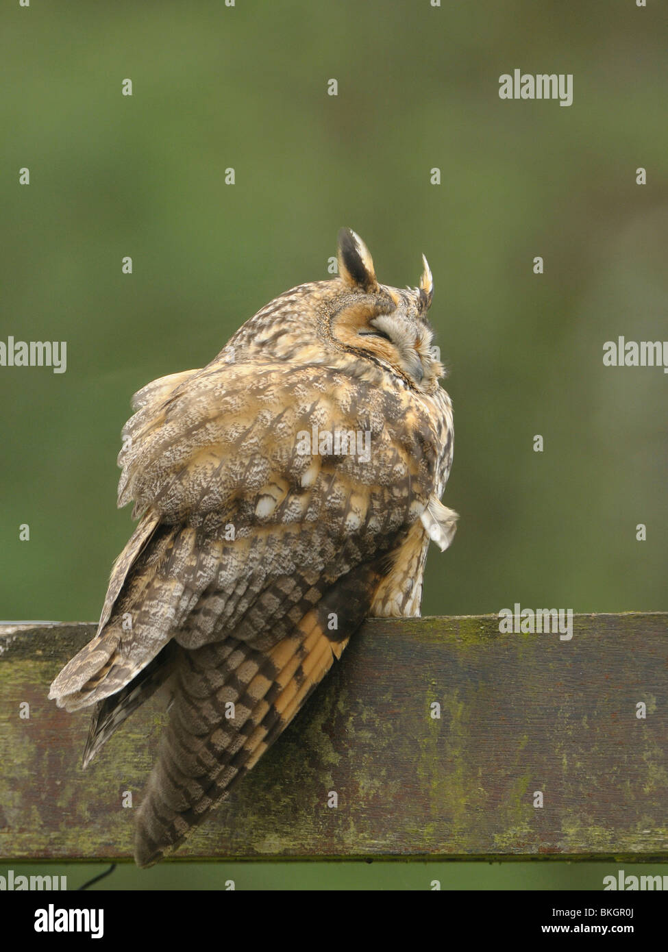 Ransuil rustend op pergola; Long-eared Owl resting on a pergola Stock ...