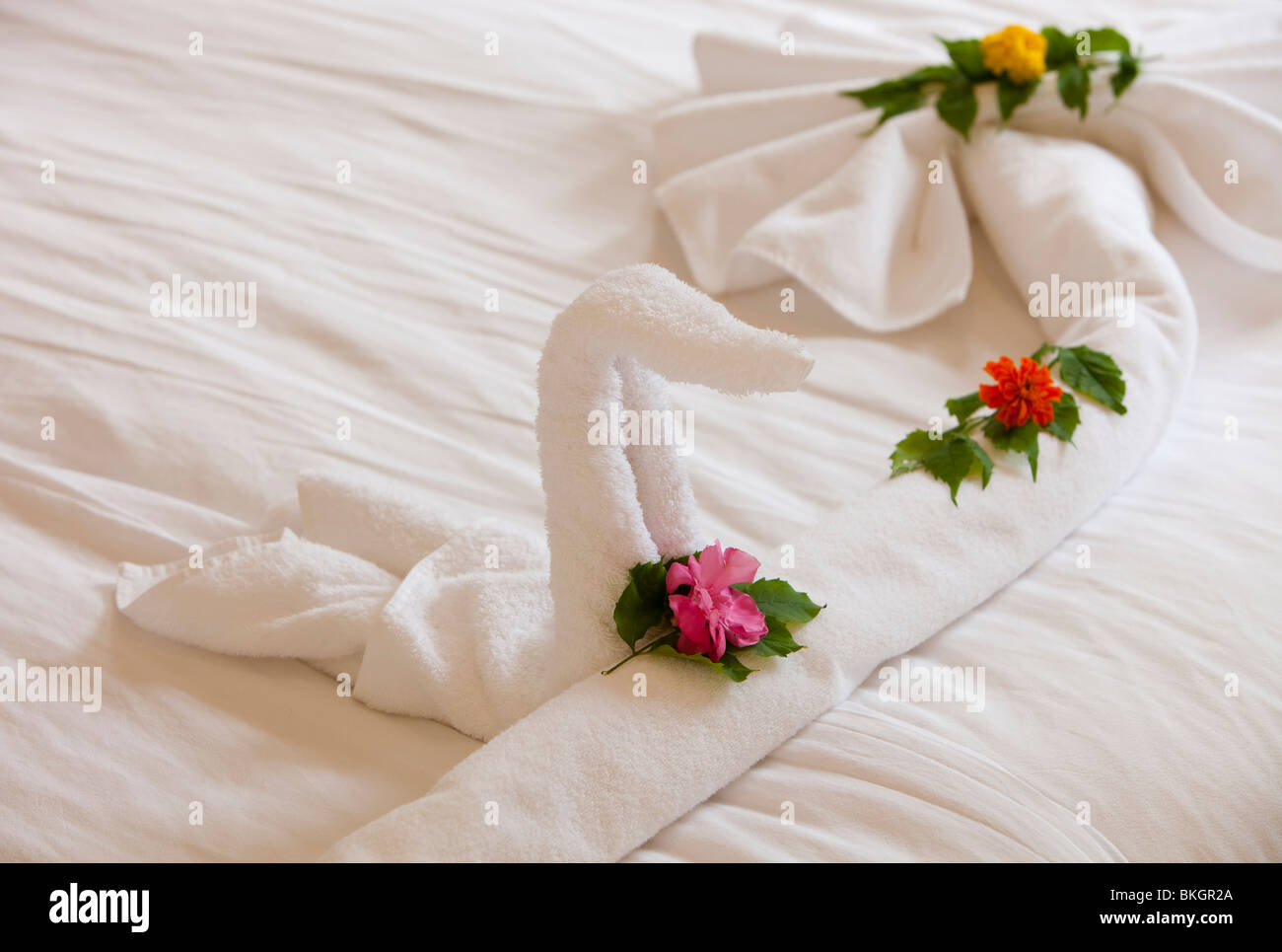 Swan service hi-res stock photography and images - Alamy