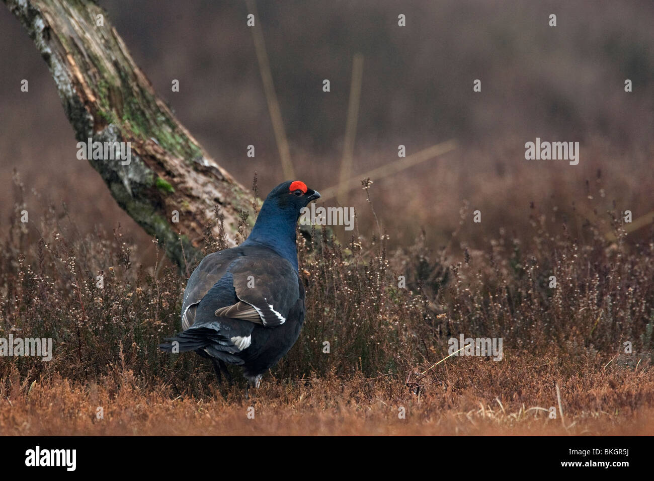 Korhoen man voor heide hi-res stock photography and images - Alamy