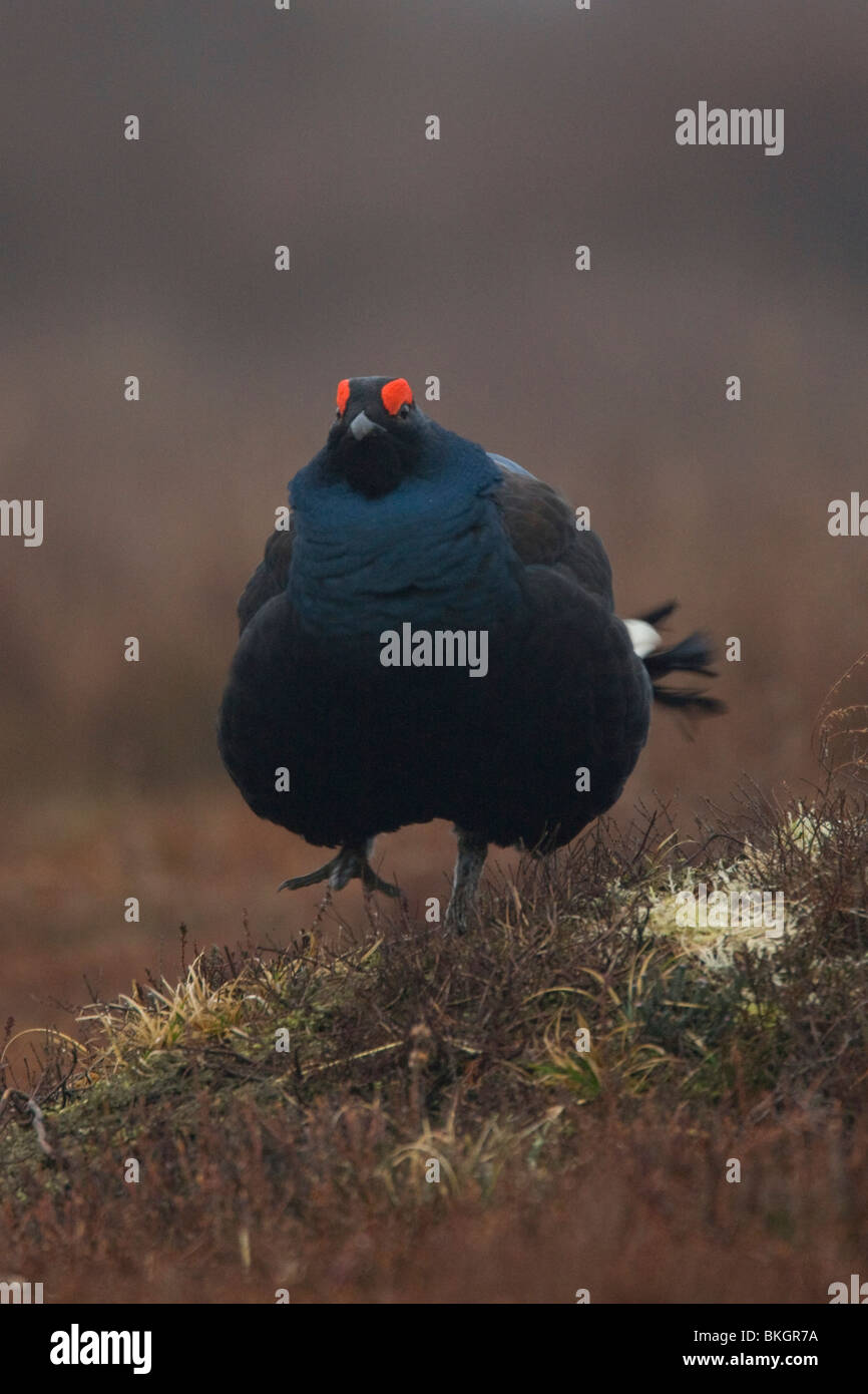 Korhoen man lopend; Black Grouse man walking Stock Photo - Alamy