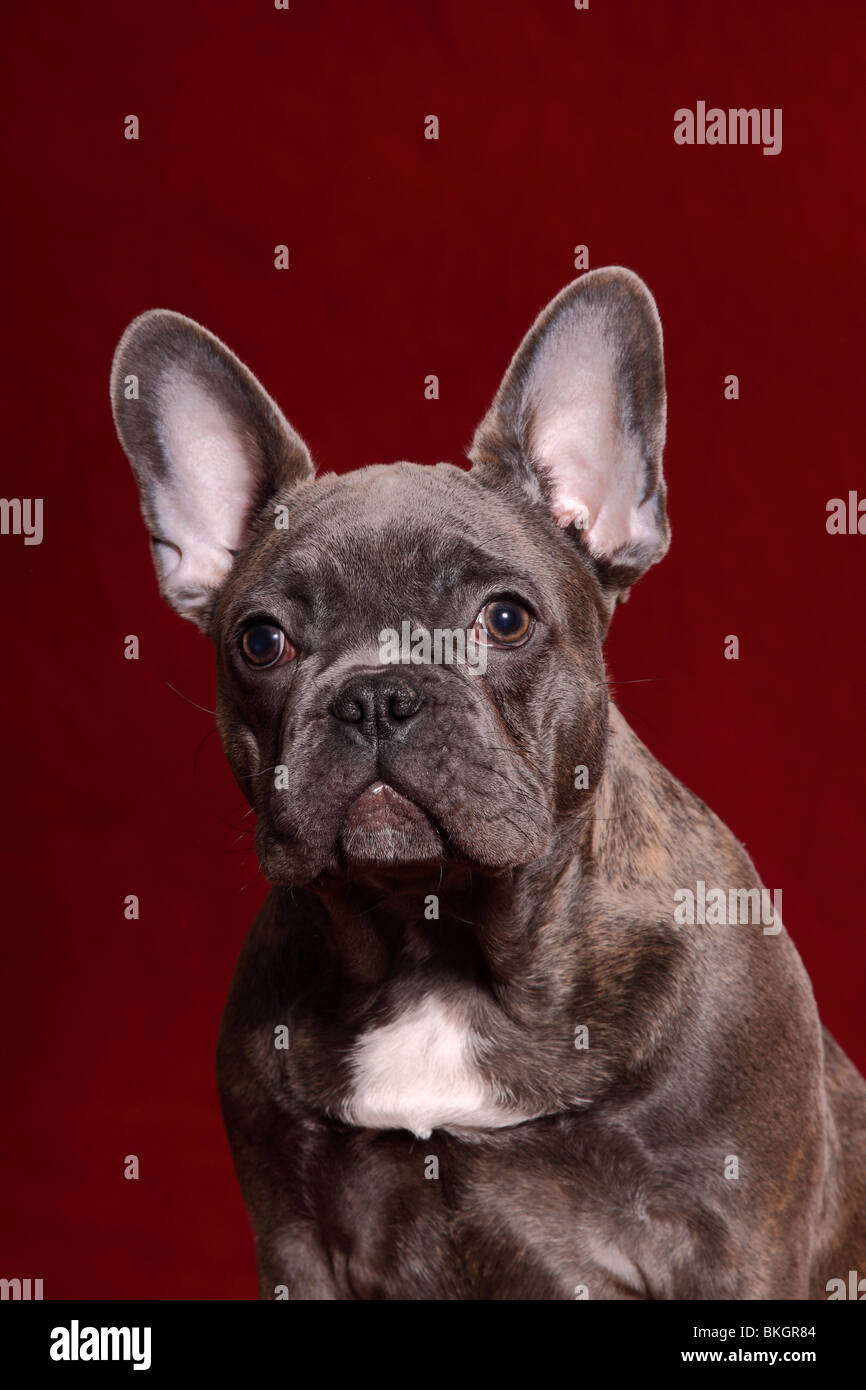 French bulldog grey hair hi-res stock photography and images - Alamy