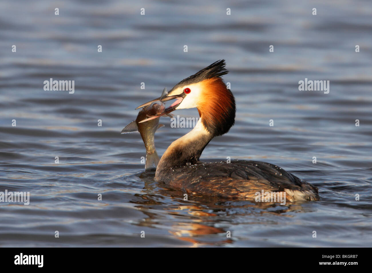 Fuut met zo juist gevangen witvis ;great crested grebe with fish Stock ...
