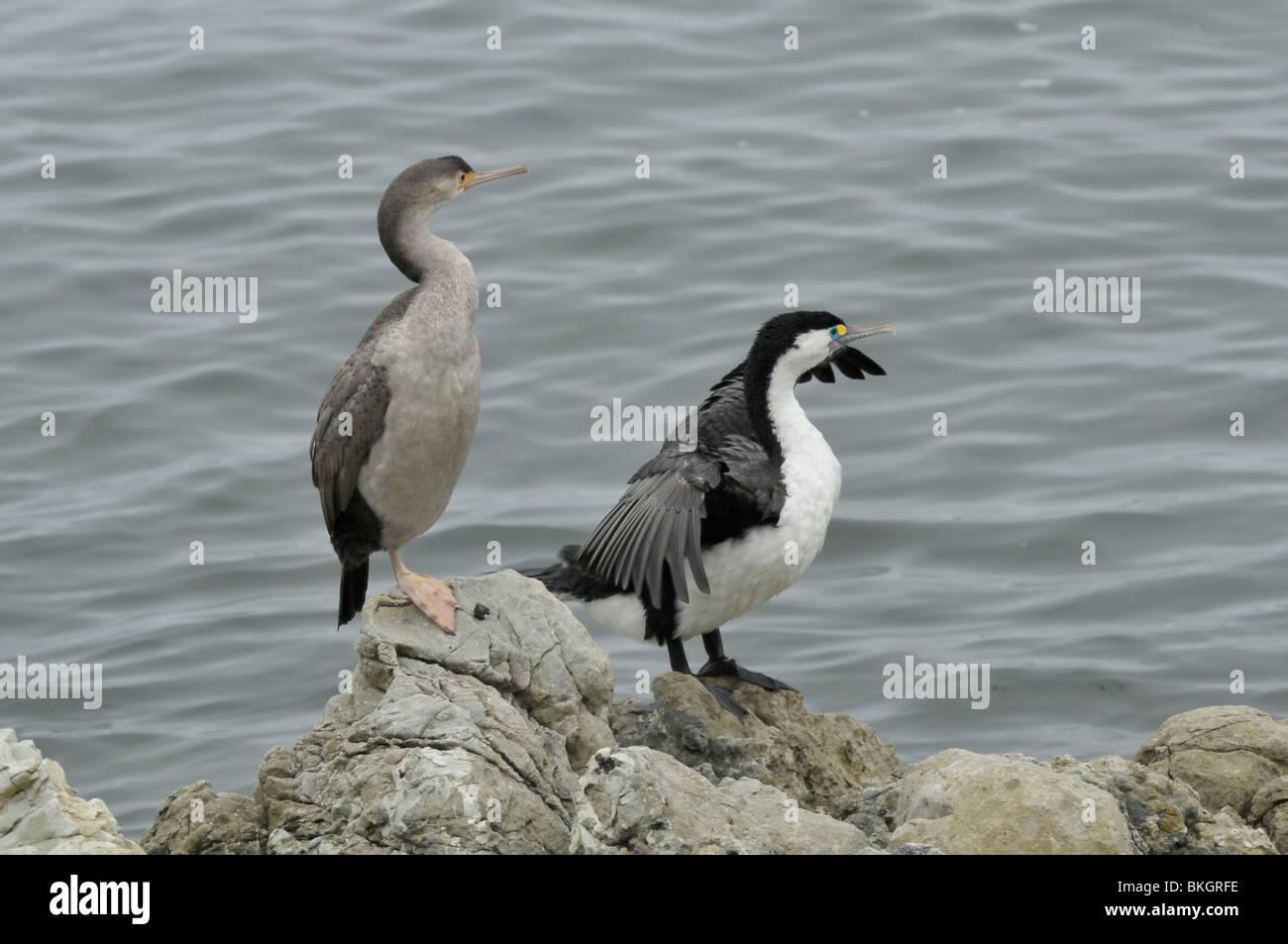 Australian shag hi-res stock photography and images - Alamy