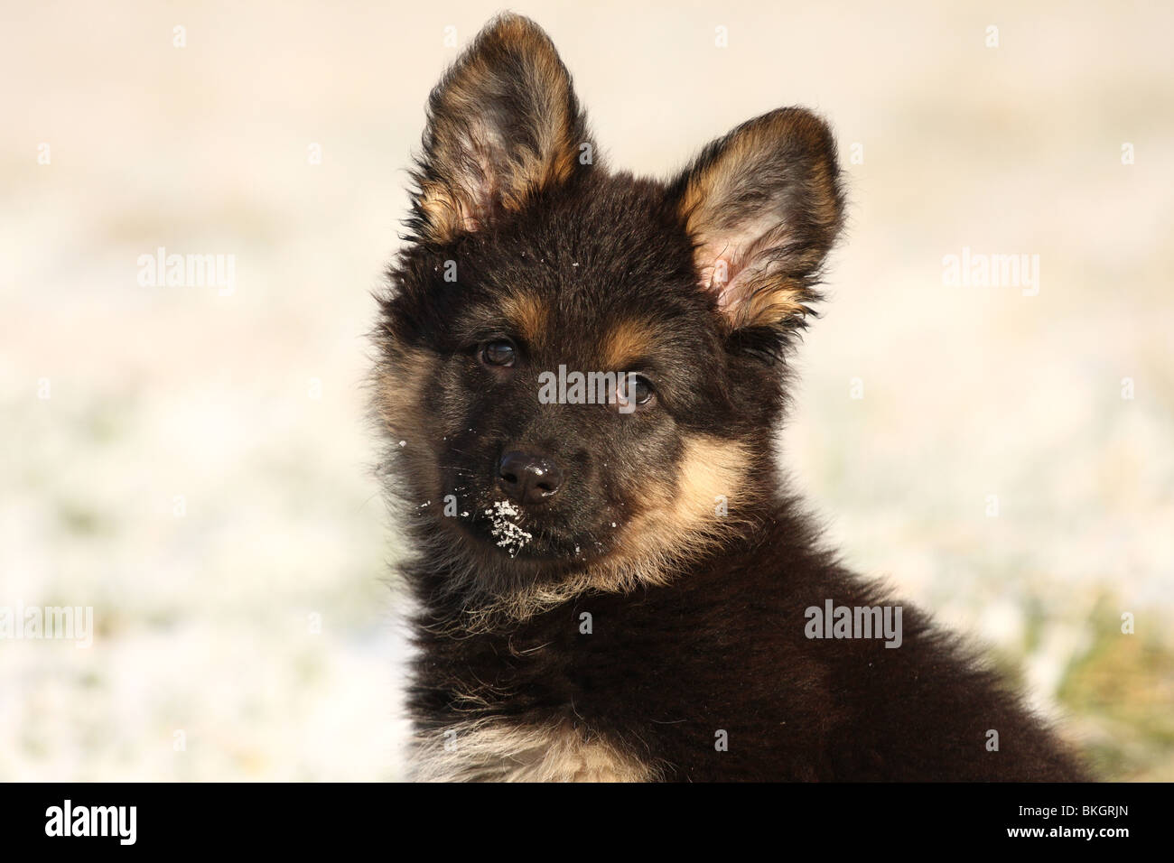 Chodsky Pes Welpe / Chodsky Pes Puppy Stock Photo - Alamy