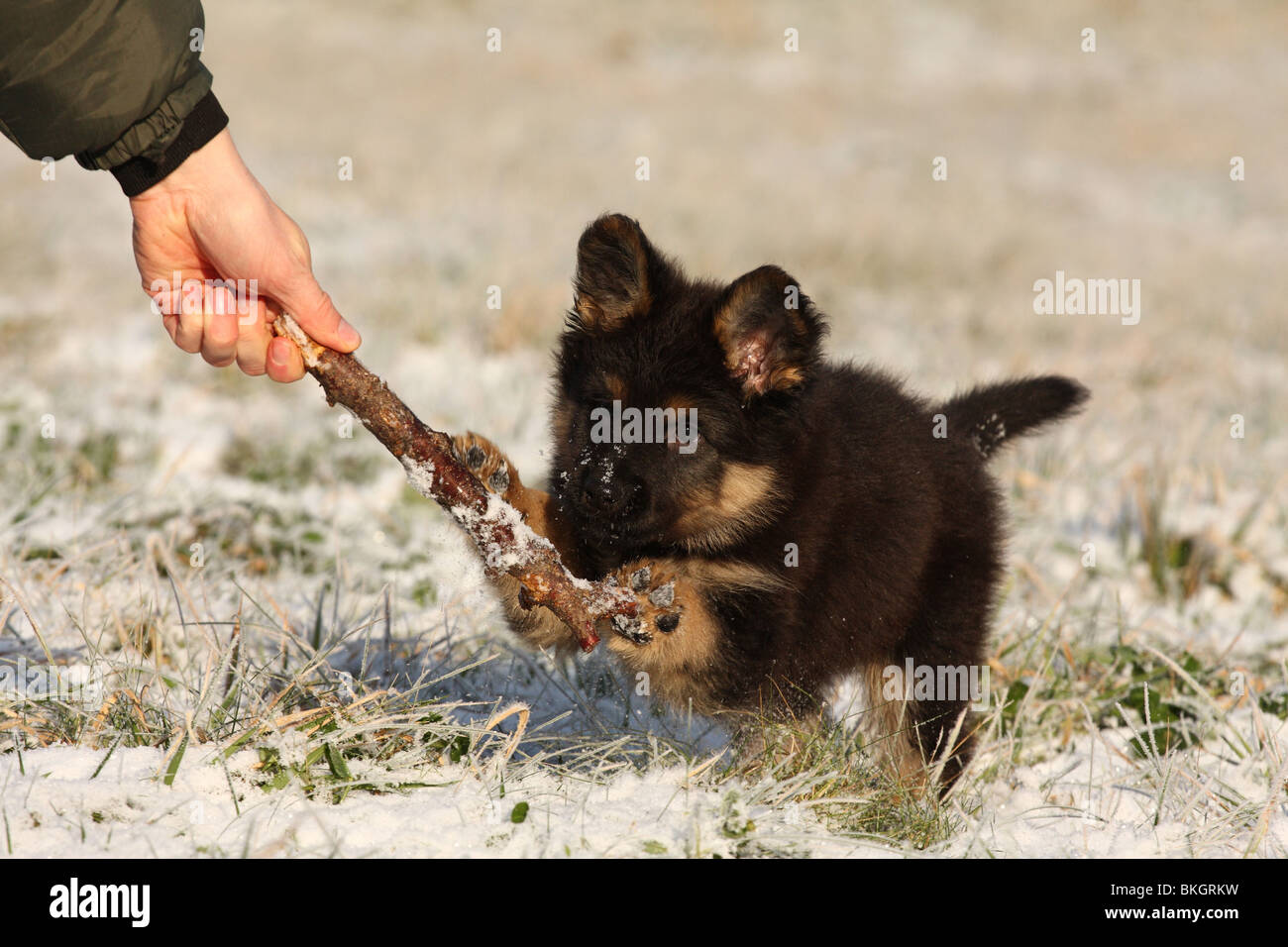 spielender Chodsky Pes Welpe / playing Chodsky Pes Puppy Stock Photo ...
