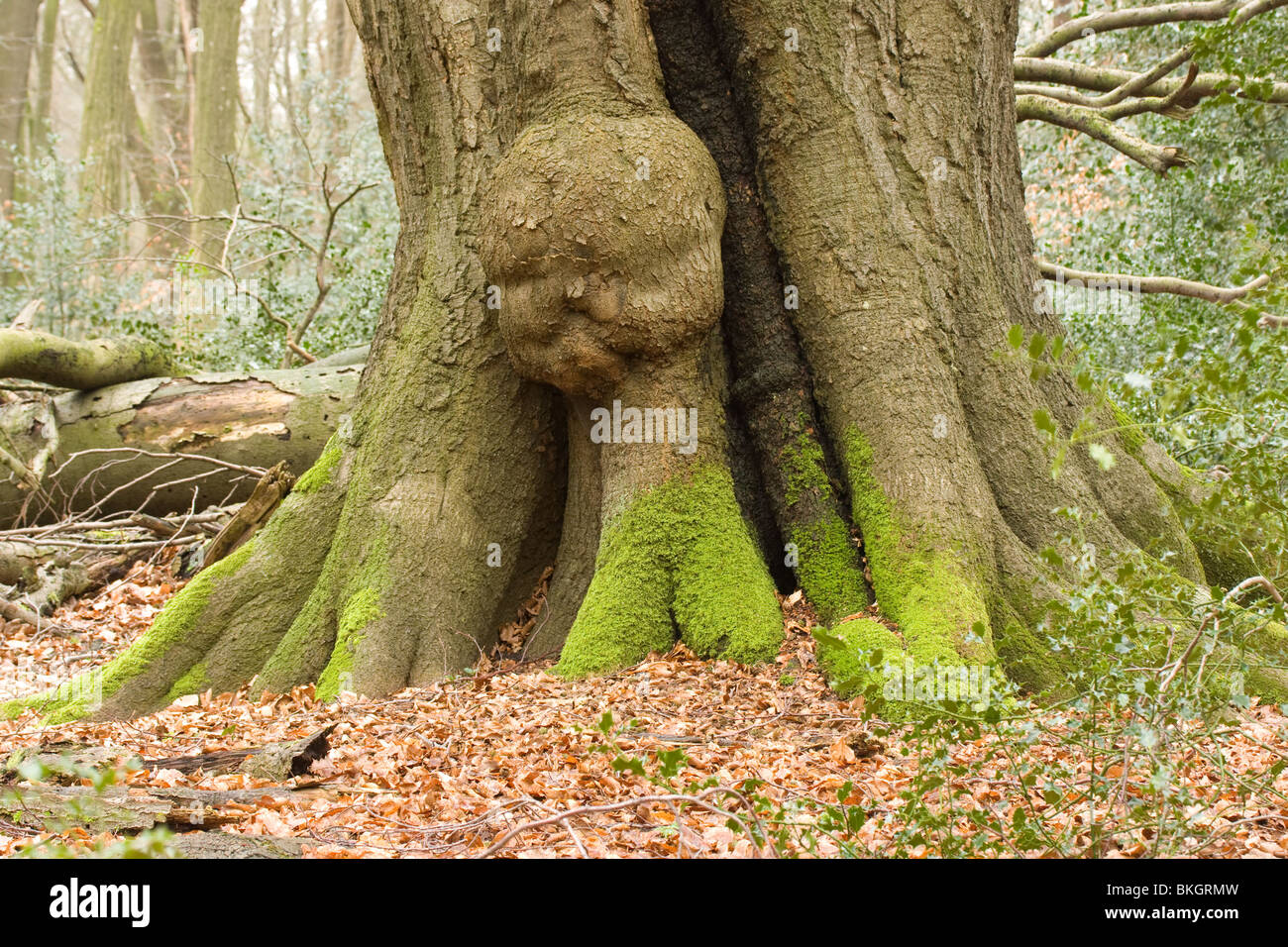 Dead tree trunk base hi-res stock photography and images - Alamy