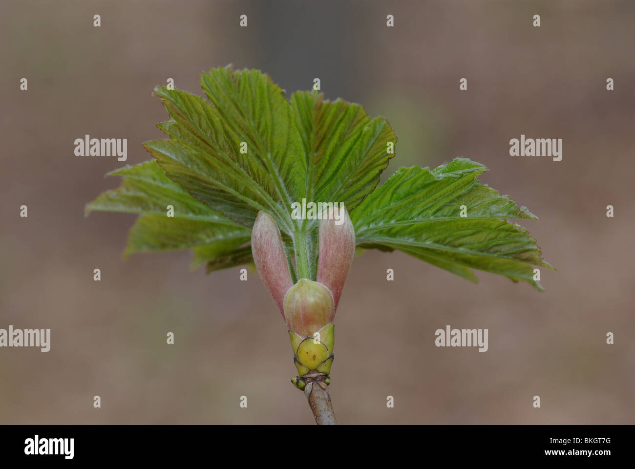 Sycamore bud hi-res stock photography and images - Alamy