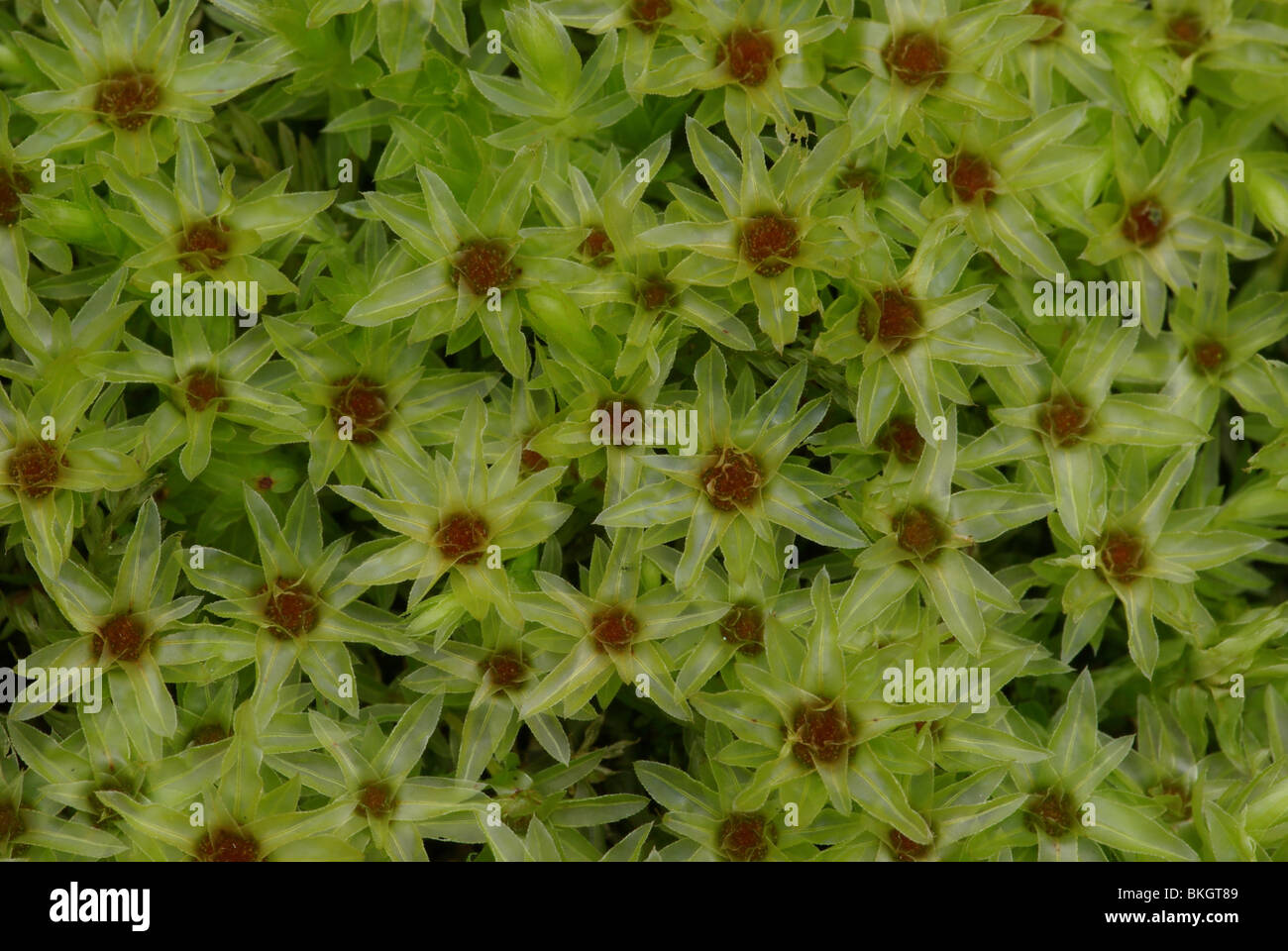 Perigonium hi-res stock photography and images - Alamy