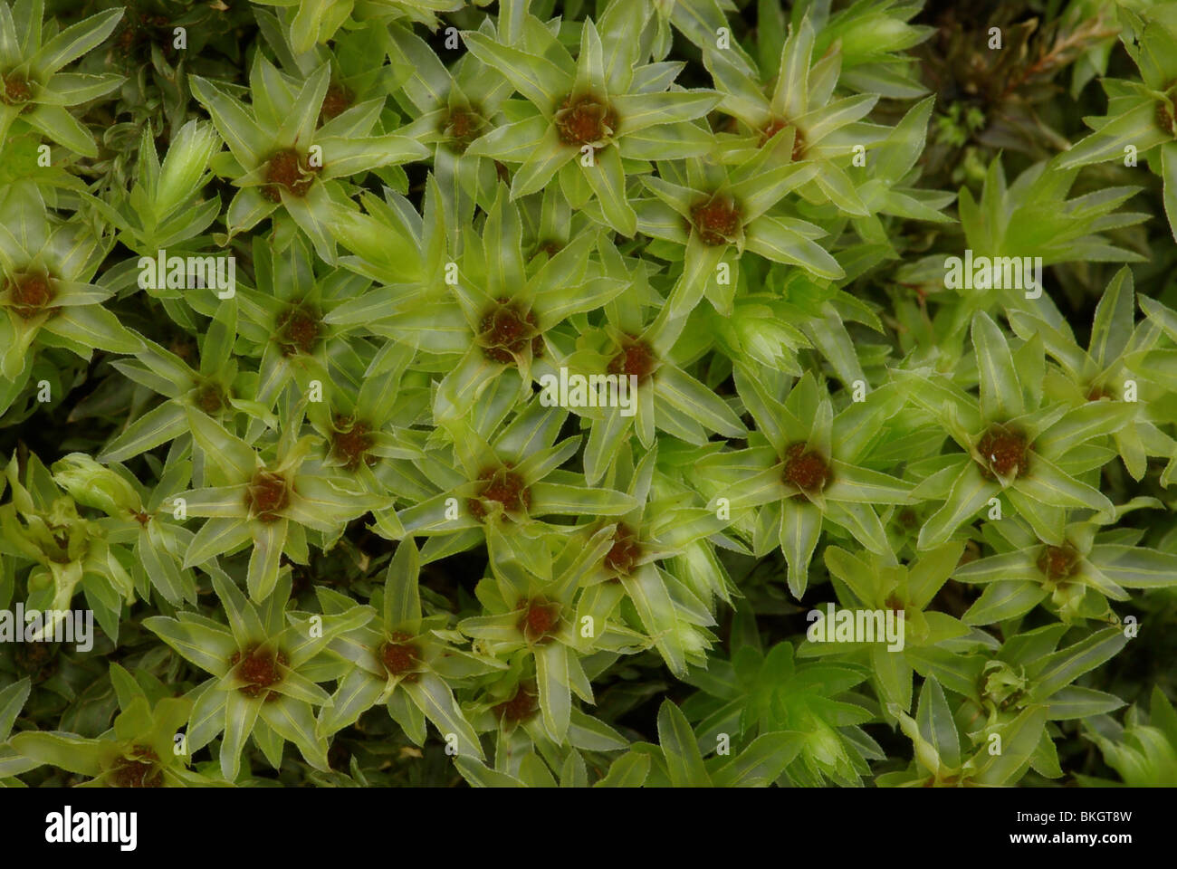 Mnium hi-res stock photography and images - Alamy