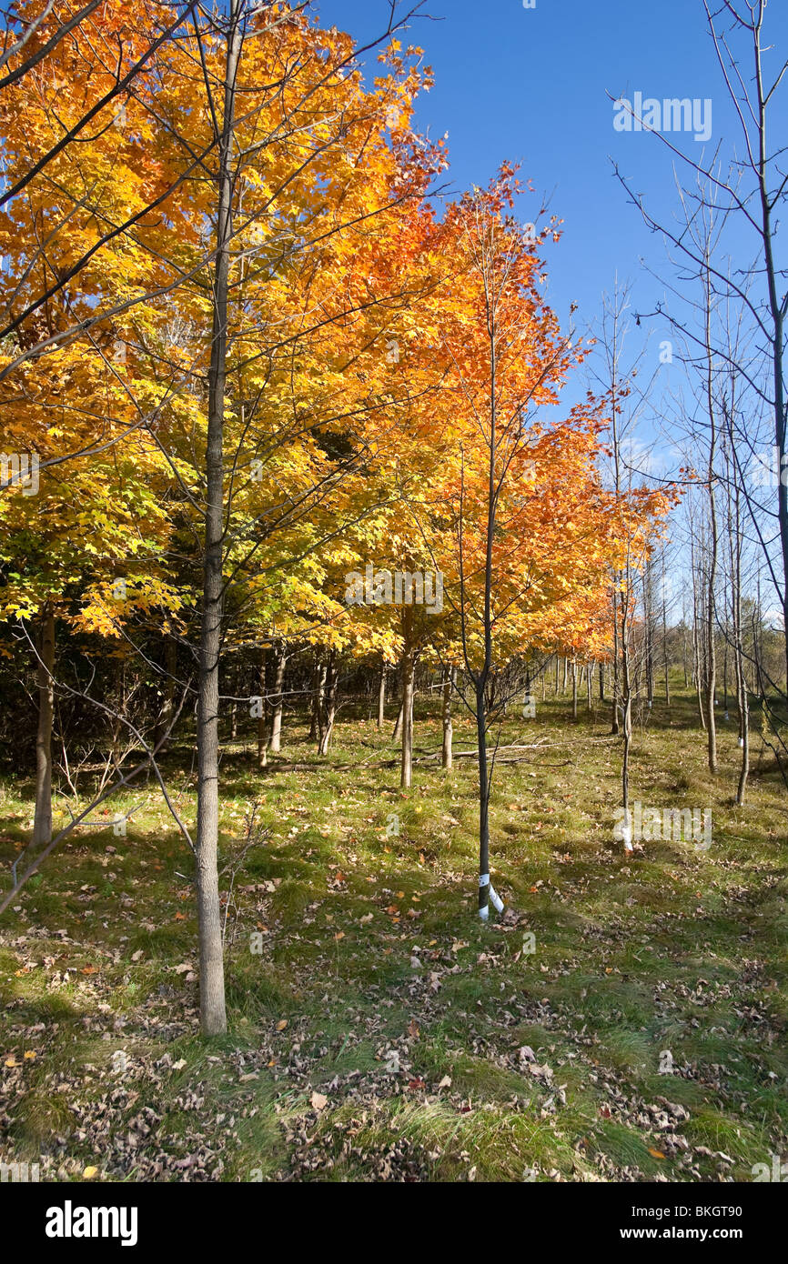 Orange and yellow trees hi-res stock photography and images - Alamy