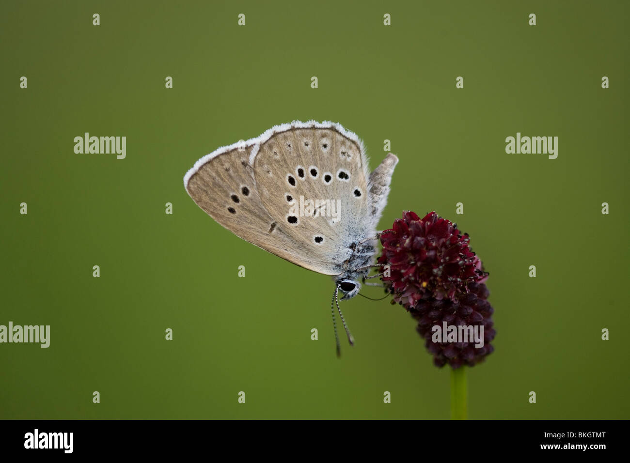 The scarce large blue hi-res stock photography and images - Alamy