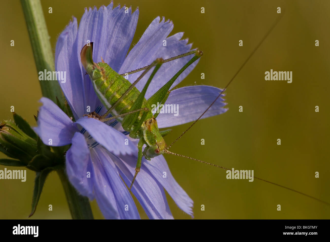 Great Green Grasshopper on chicory Stock Photo - Alamy