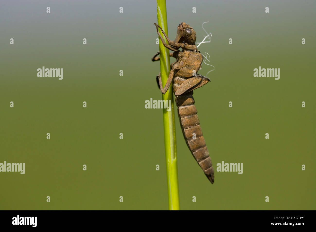 The skin of a dragonfly Stock Photo - Alamy