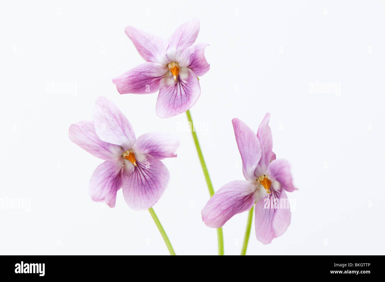 Viola odorata uk garden hi-res stock photography and images - Alamy