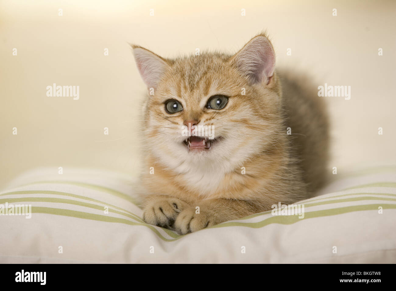 Mewing call hi-res stock photography and images - Alamy
