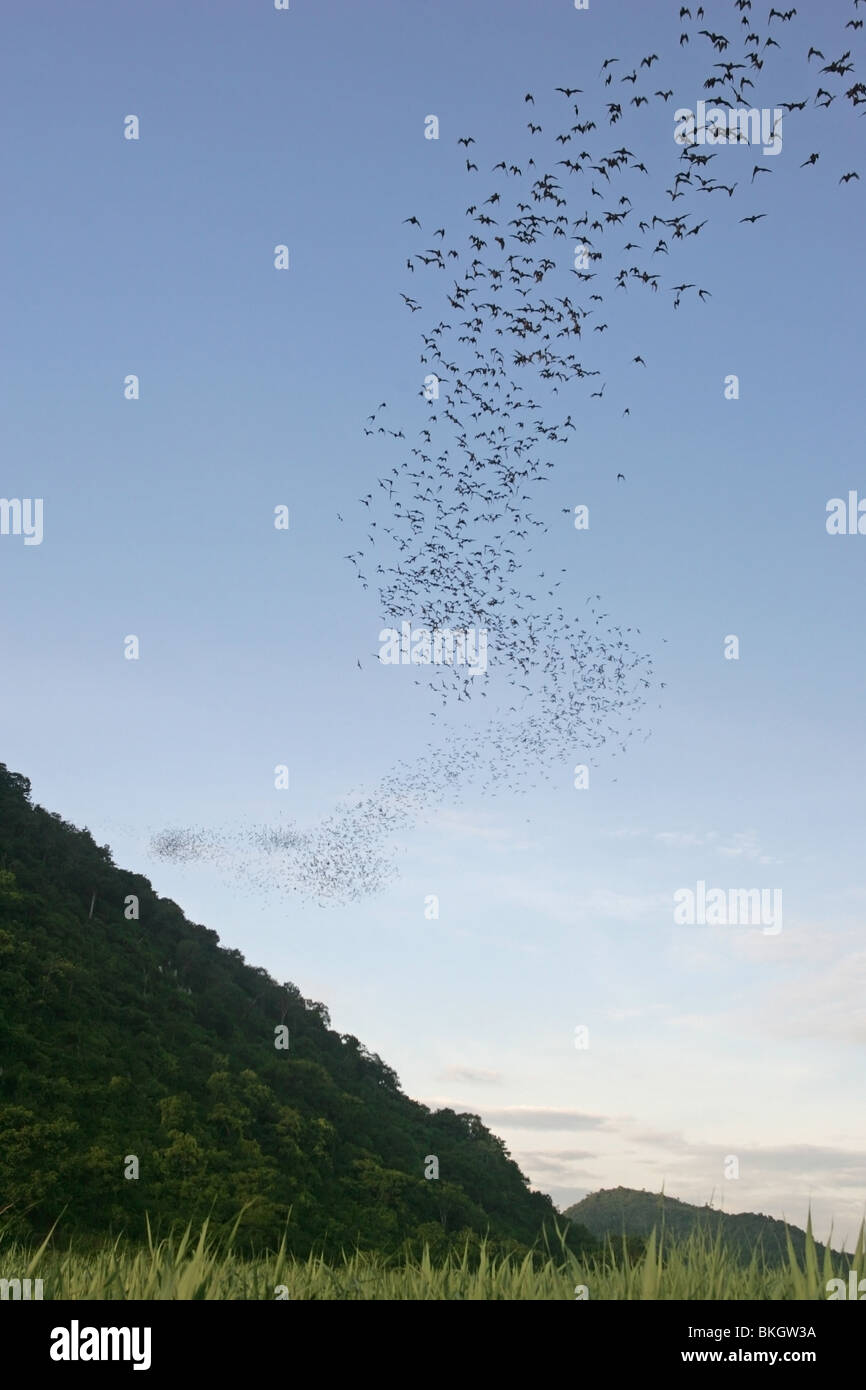 Large group of Wrinkle-lipped Bats (Mormopterus jugularis) flying at ...