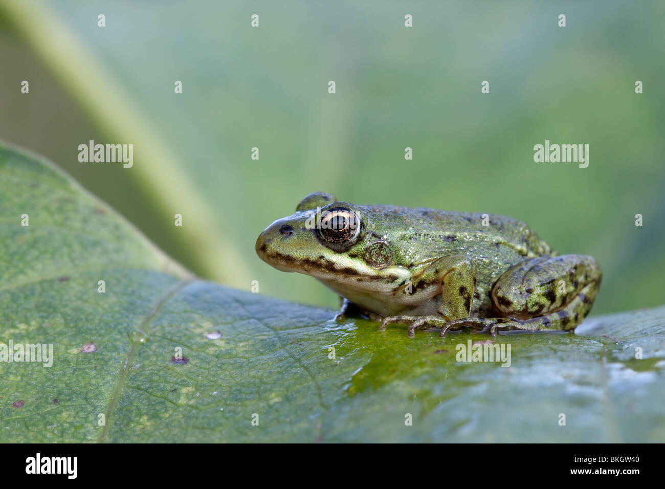 Young frog hi-res stock photography and images - Alamy