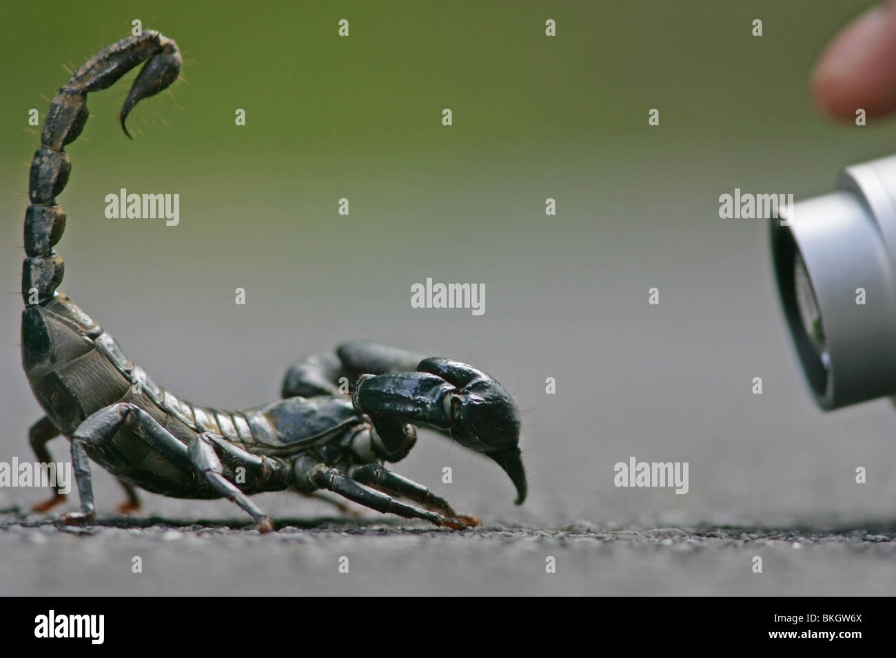 Asian Forest Scorpion Stock Photo - Alamy