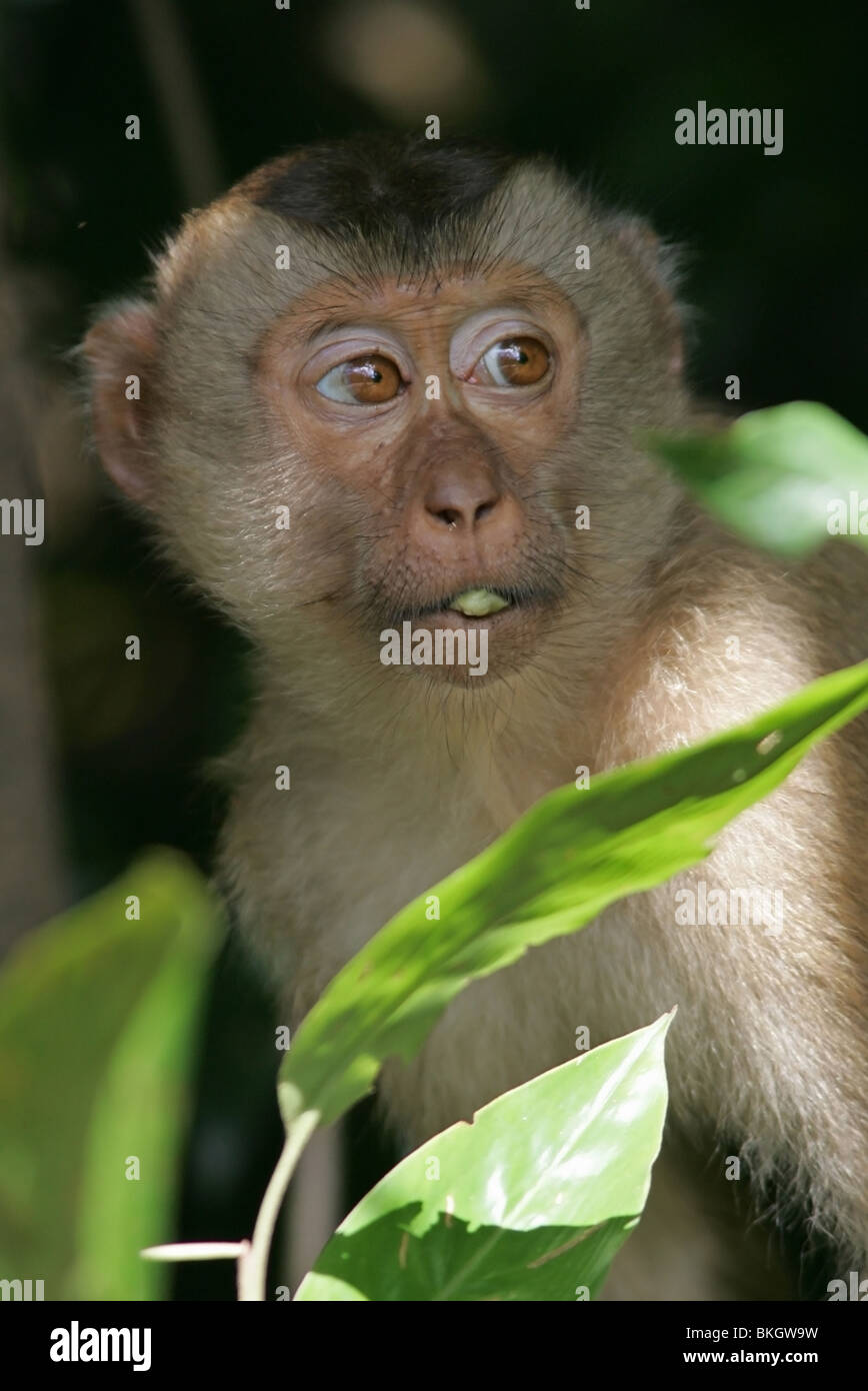 Bedelen hi-res stock photography and images - Alamy