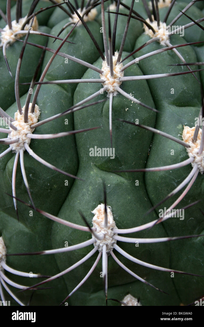 Spiky Cactus Plant High Resolution Stock Photography and Images - Alamy