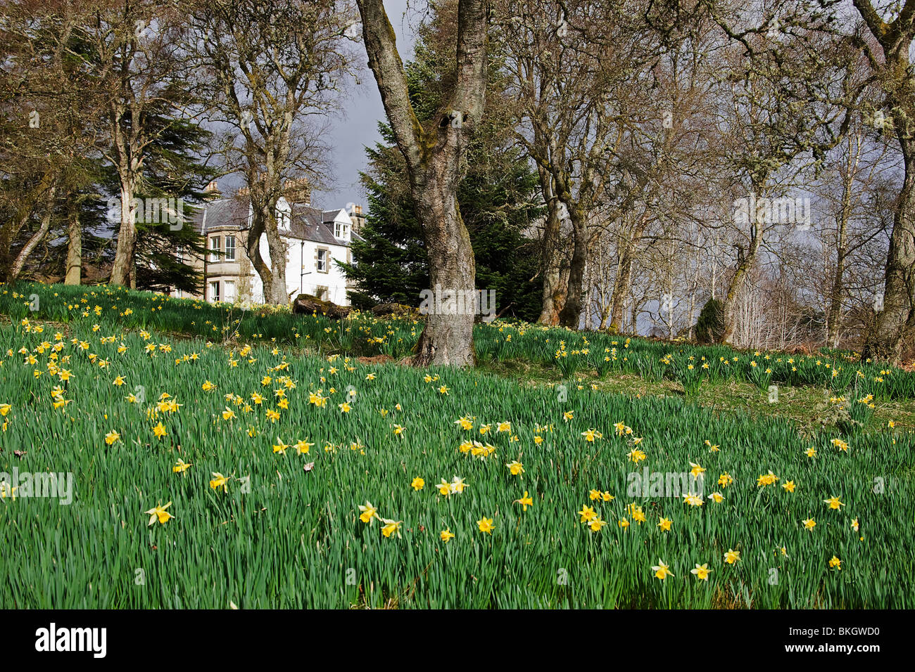 Daffodils Rathburne house.Longformacus. Duns. Scottish borders ...