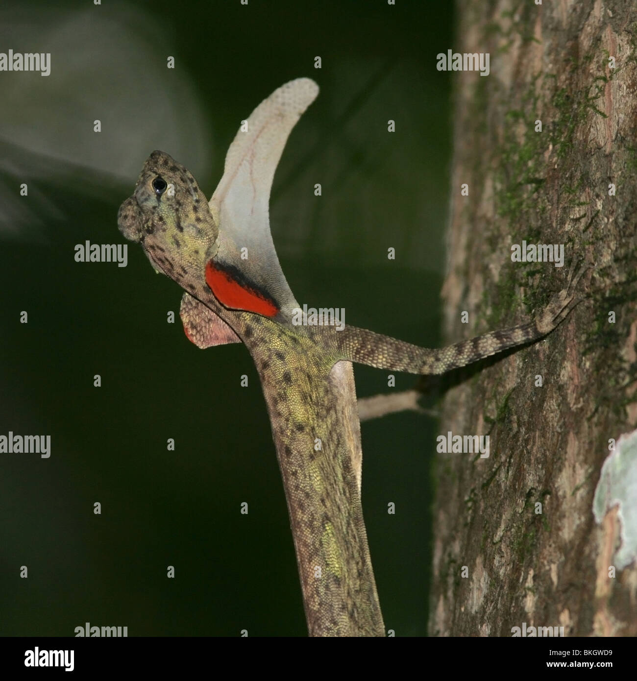 Draco maculatus hi-res stock photography and images - Alamy