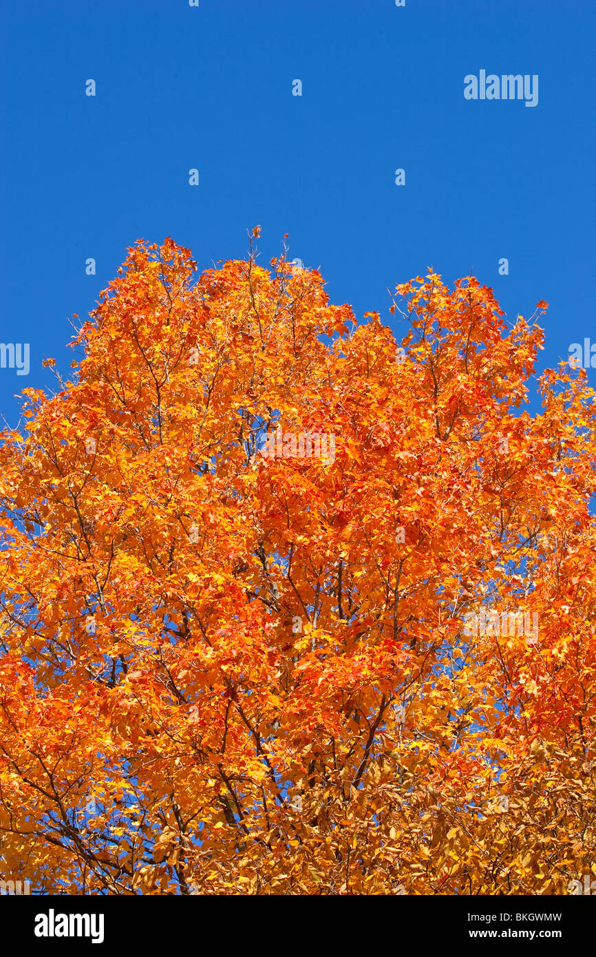 An isolated shot of a vibrant tree full of orange and red color, in the ...