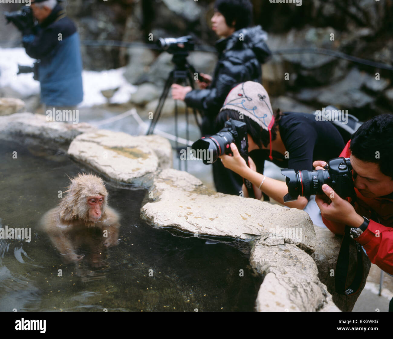 Japanese Snow Monkey , Japanese Macaque ( Macaca fuscata ) bathing in ...