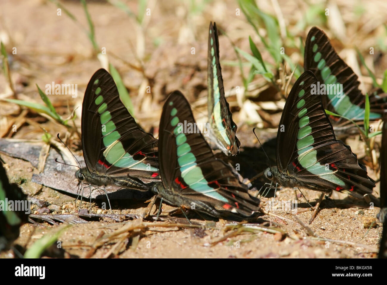 Palawan birdwing or triangle birdwing butterfly hi-res stock ...
