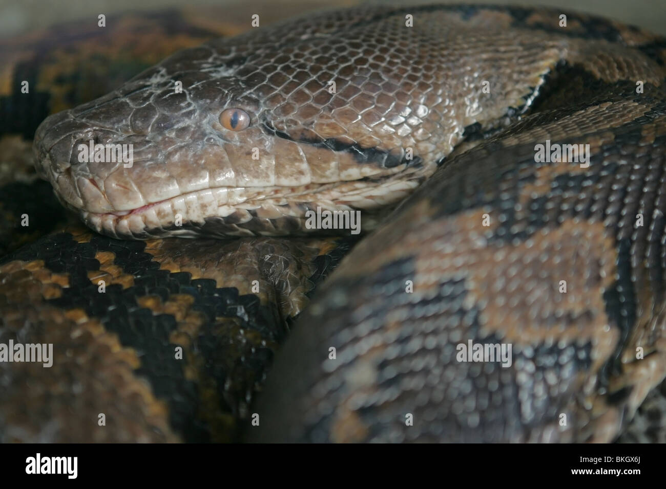 Netpython hi-res stock photography and images - Alamy
