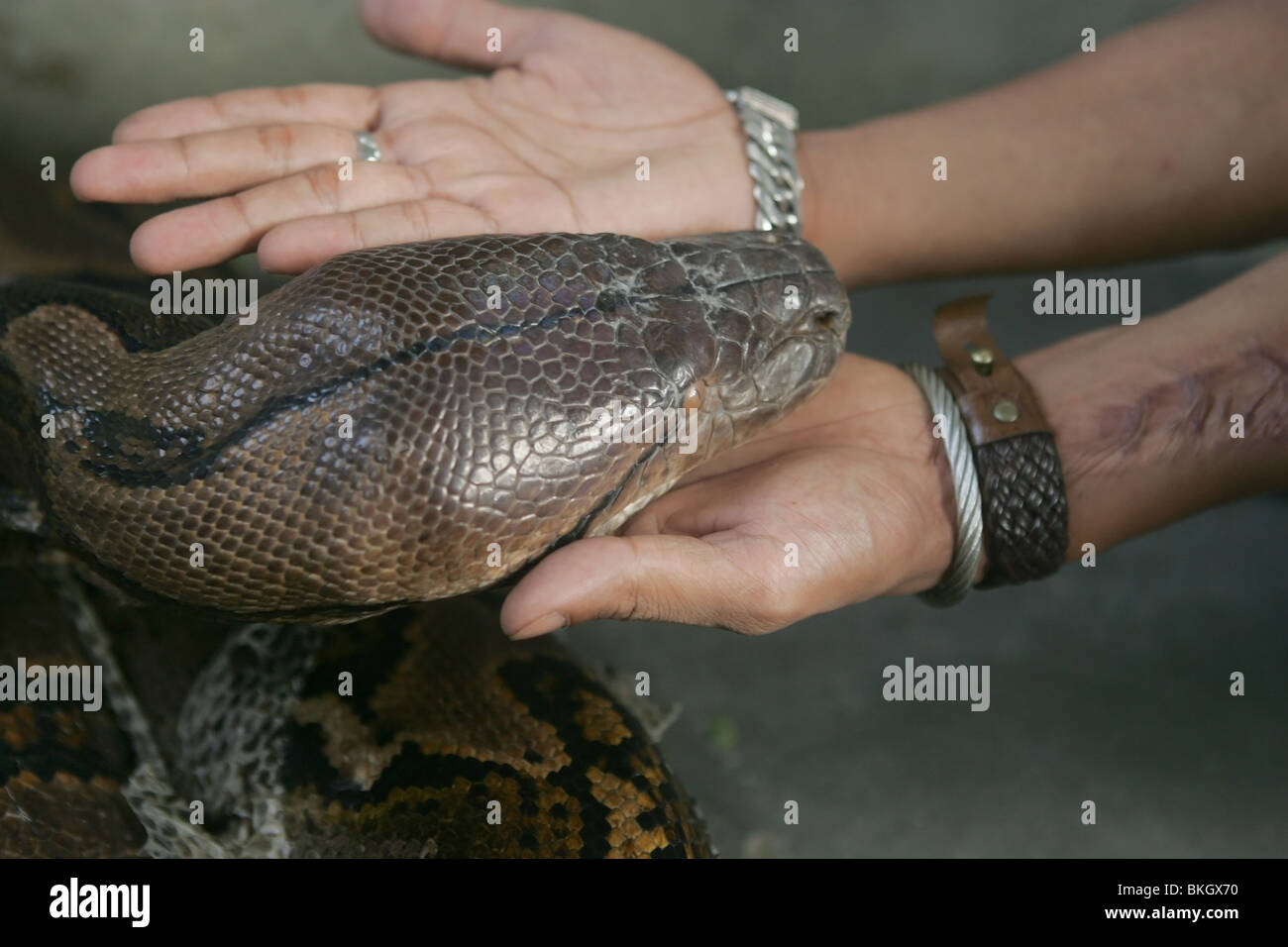 Netpython hi-res stock photography and images - Alamy