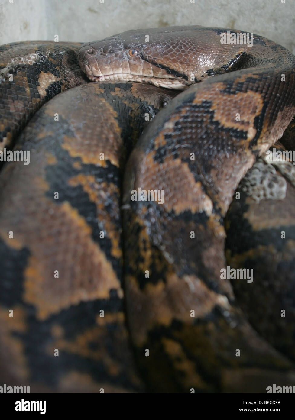 Netpython hi-res stock photography and images - Alamy