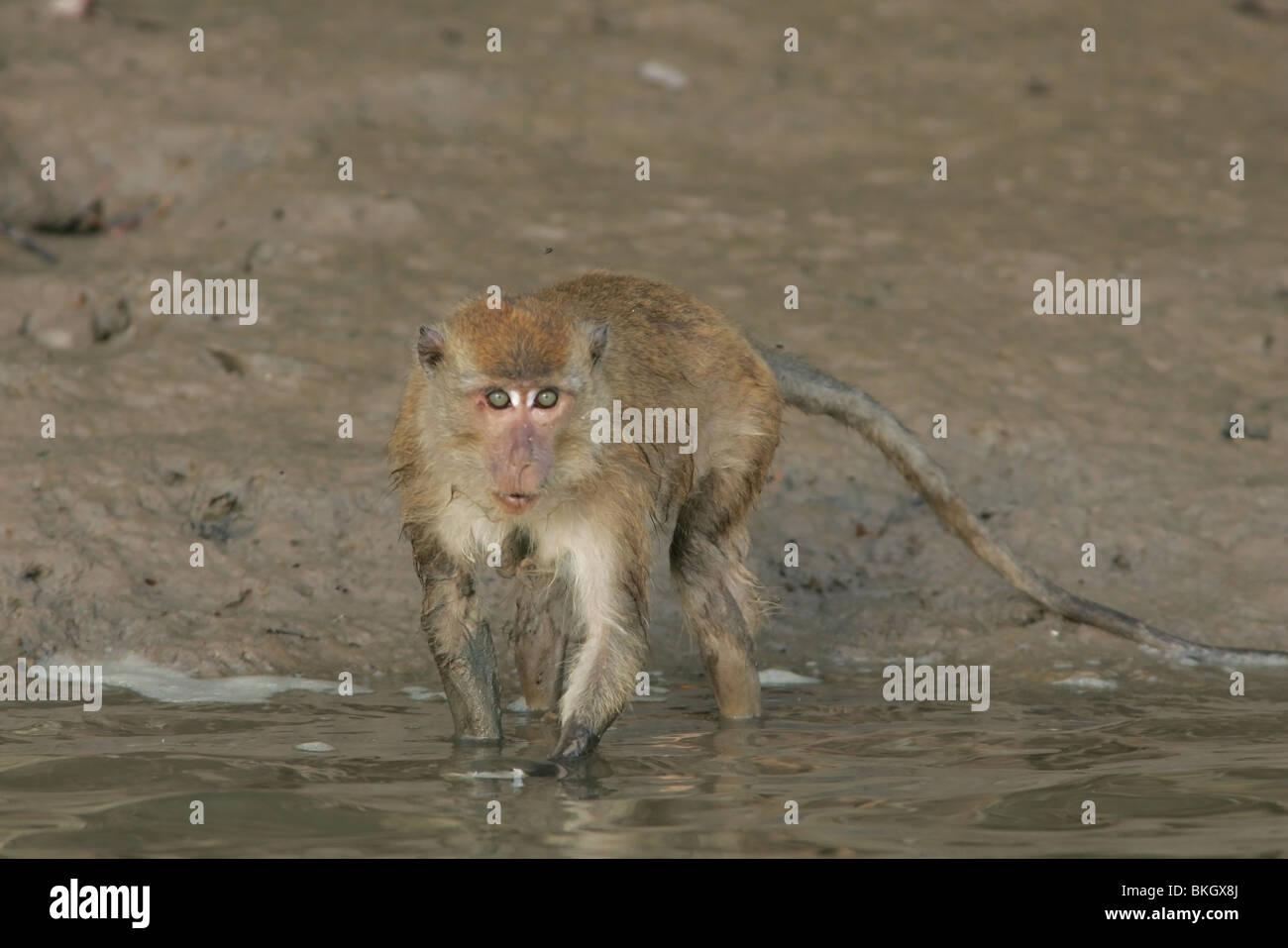 Java aap hi-res stock photography and images - Alamy