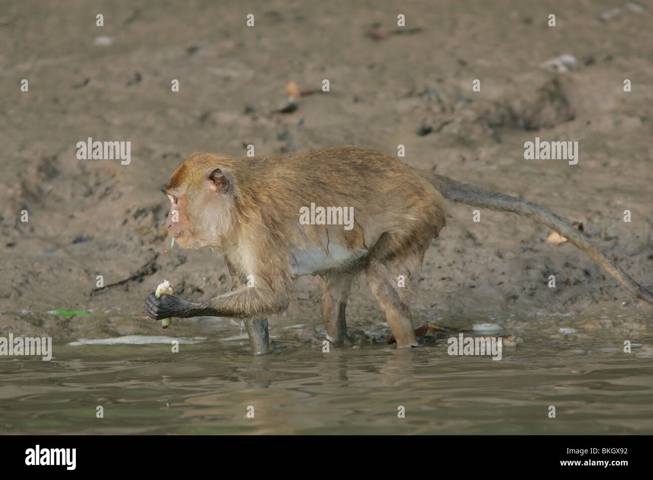 Java aap hi-res stock photography and images - Alamy