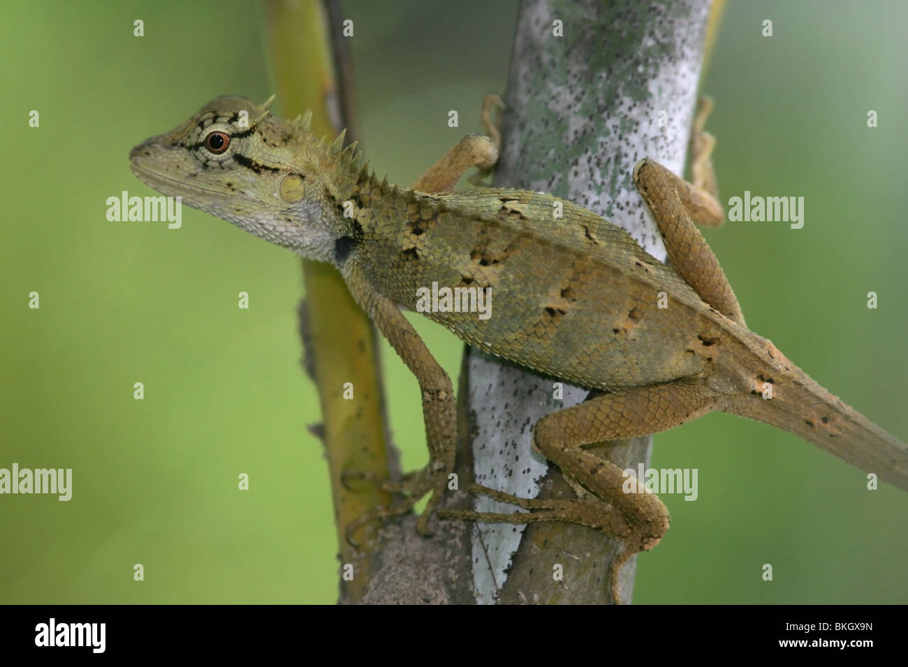Chinese Forest dragon; Japalura Splendida; chinese draakagaam; reptiel ...