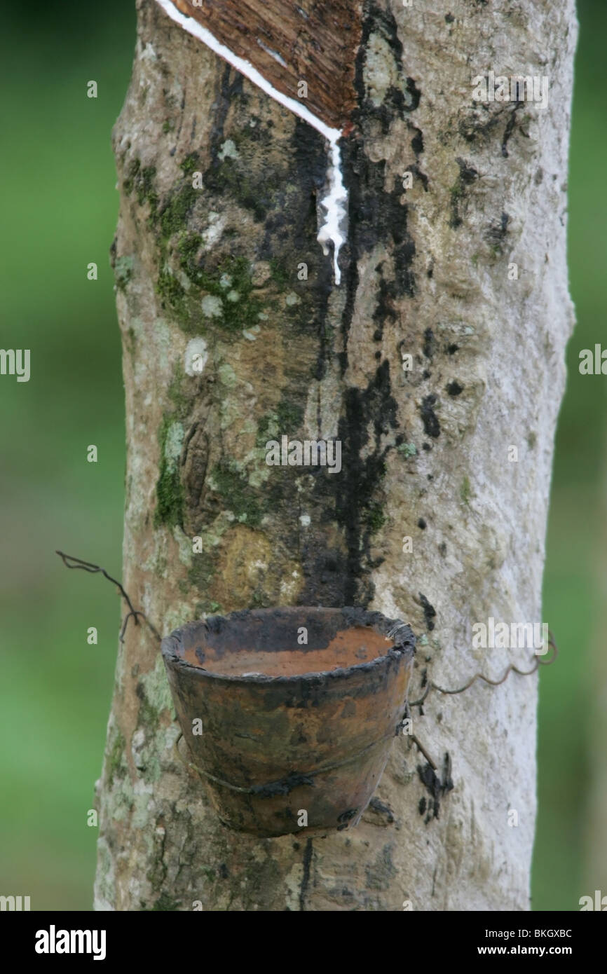 Rubber tapping hi-res stock photography and images - Alamy
