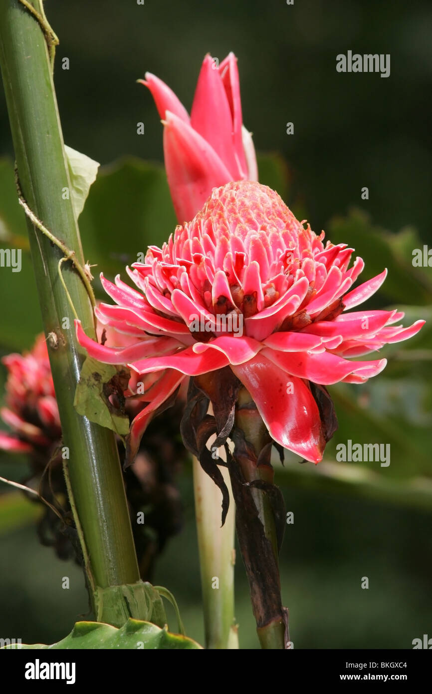 Zingiber officinale flower hi-res stock photography and images - Alamy