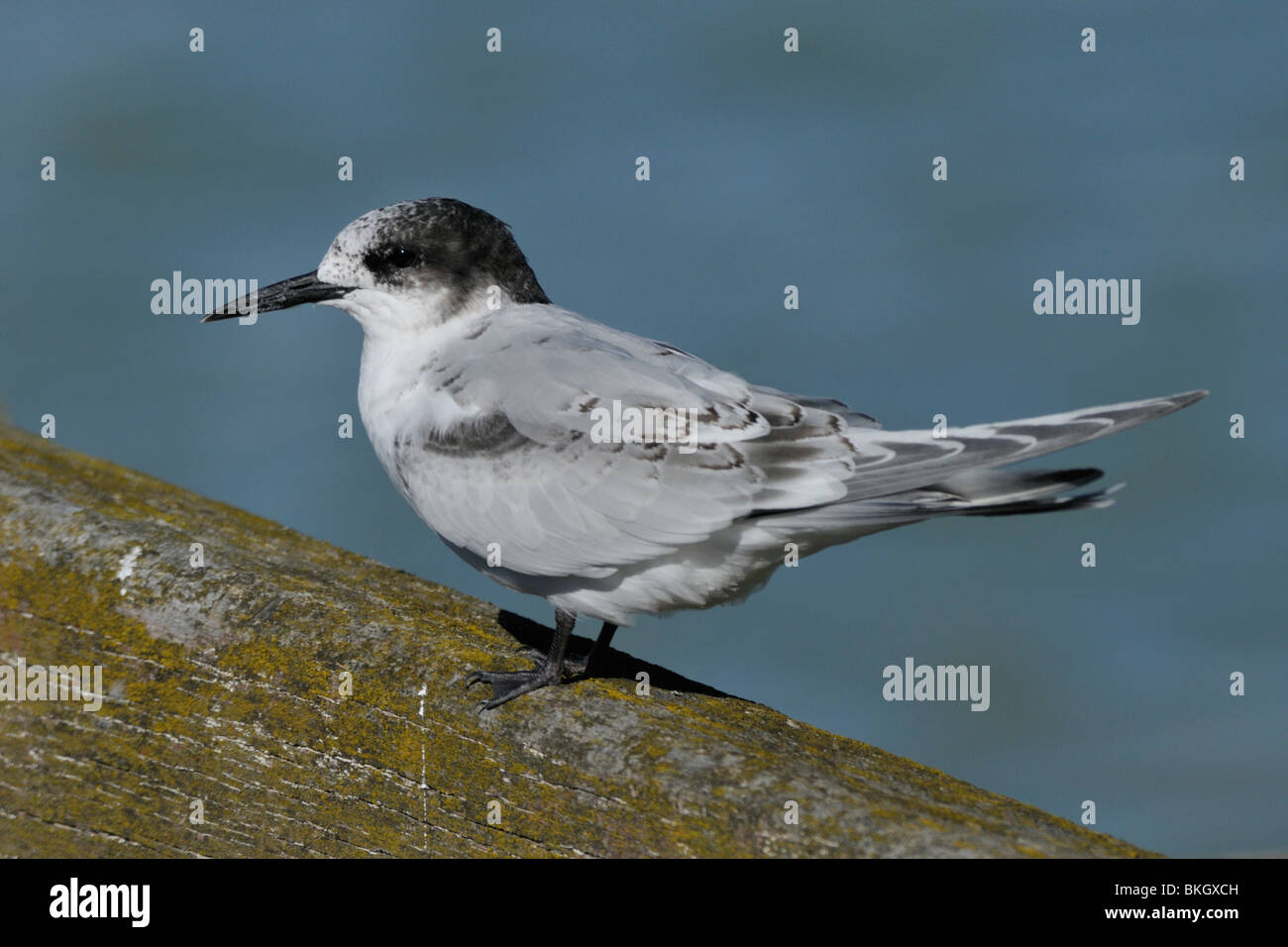 young white-fronted tern; jonge tara-tern Stock Photo - Alamy