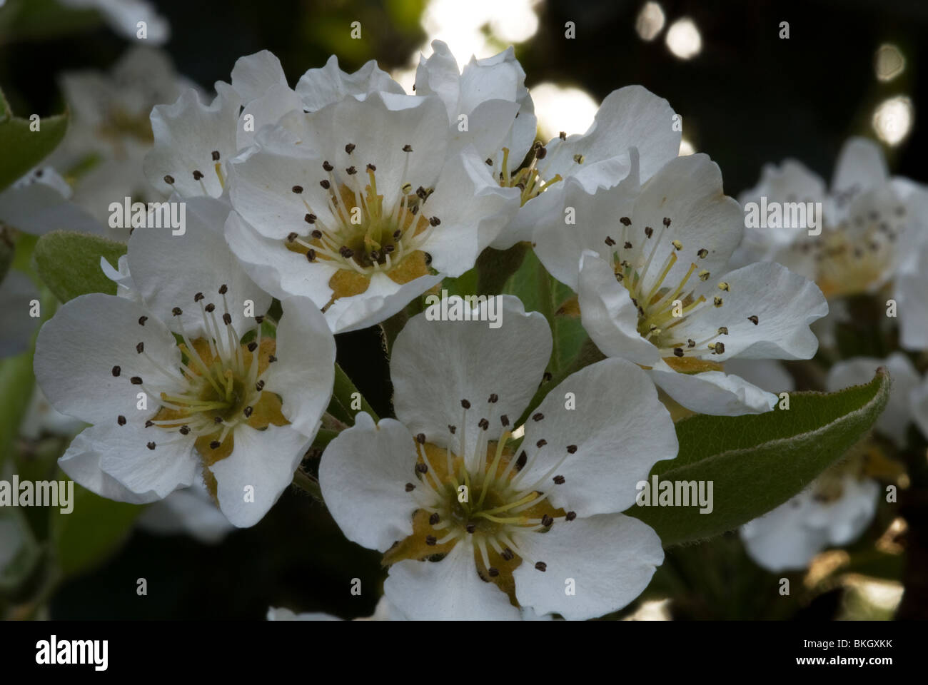 Pear tree blossom in spring Stock Photo - Alamy