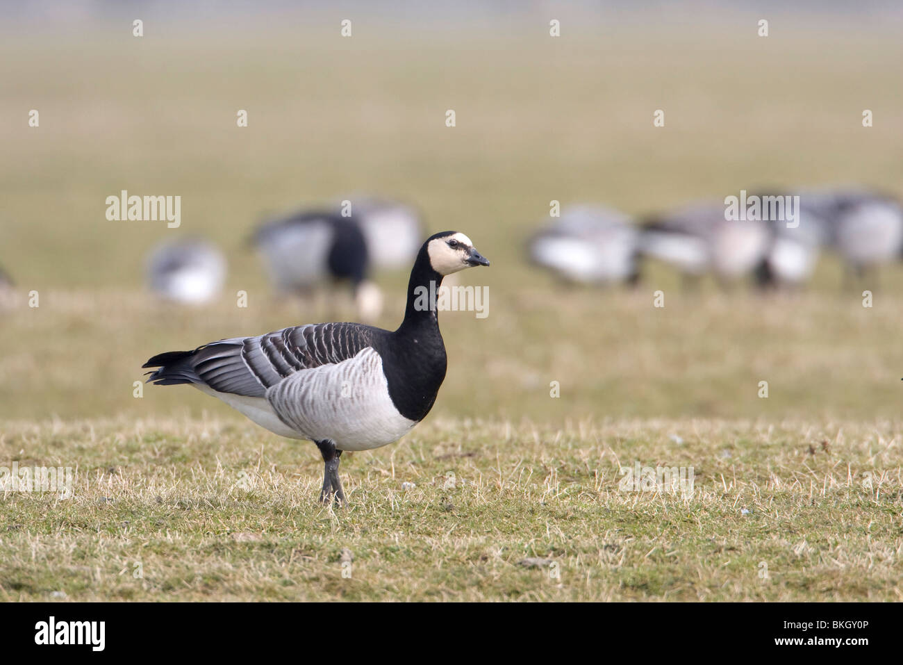 Brandganzen; Barnacle geese Stock Photo - Alamy