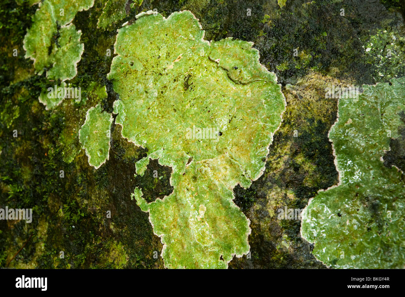 Dorrigo National Park, New South Wales, Australia Stock Photo - Alamy