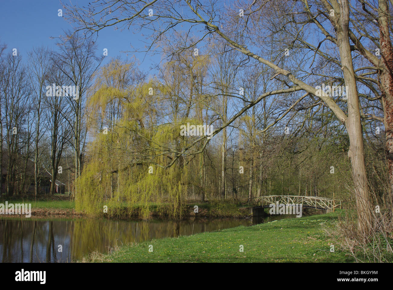 A weeping willow in the spring Stock Photo - Alamy