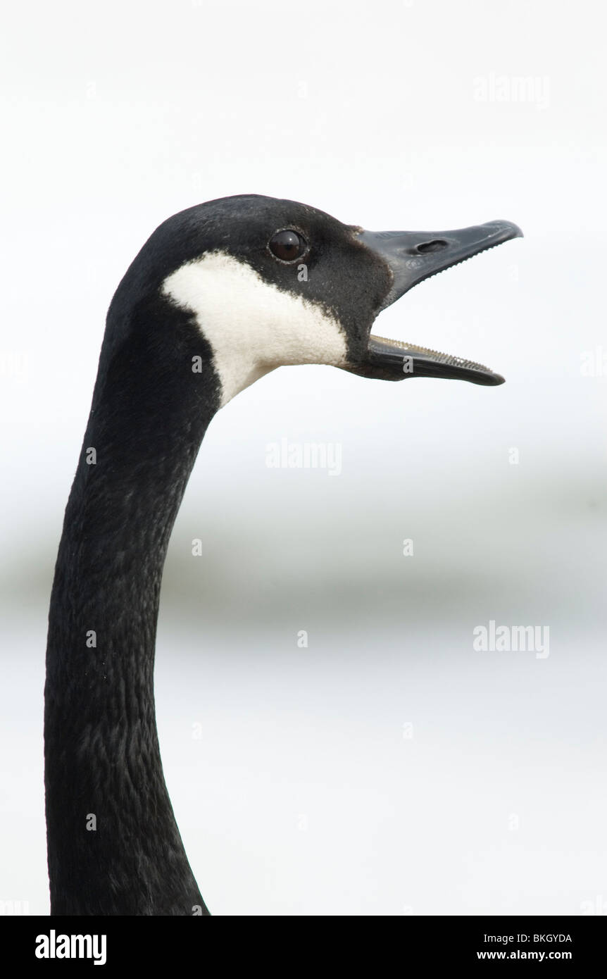 Duck yawning hi-res stock photography and images - Alamy