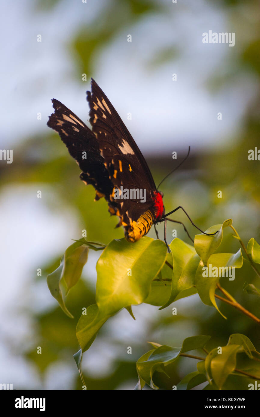 Butterfly farm wilberforce new south hi-res stock photography and ...
