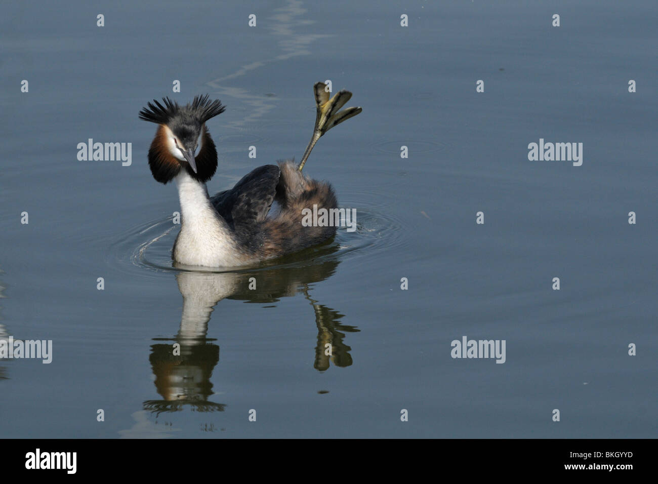 Divers and grebes hi-res stock photography and images - Alamy