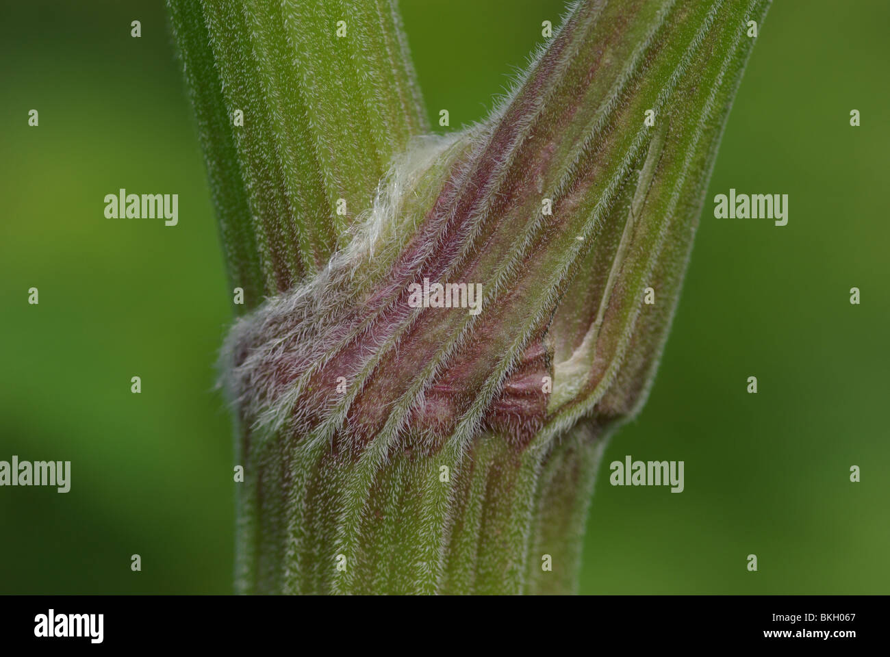 Fluitenkruid High Resolution Stock Photography and Images - Alamy